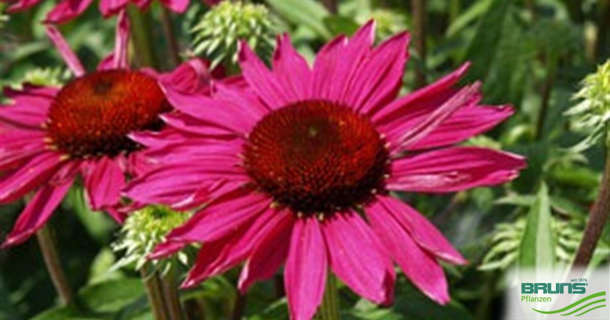 Echinacea purpurea 'Rubinstern' von Bruns Pflanzen