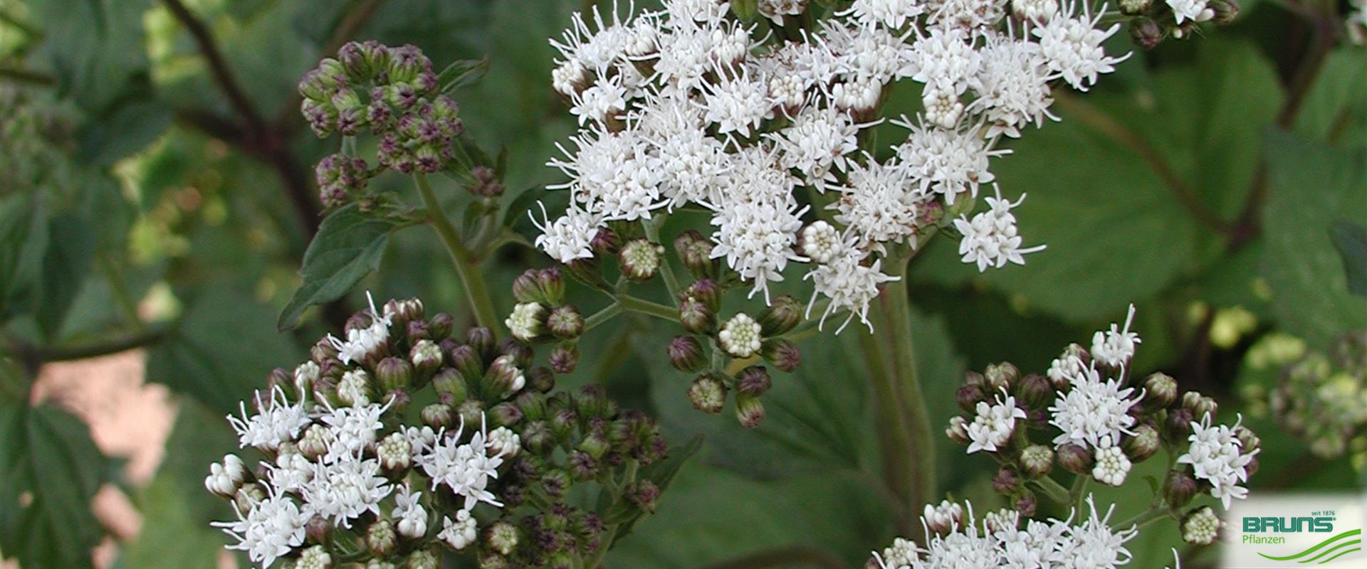 Eupatorium rugosum, White Snakeroot von Bruns Pflanzen