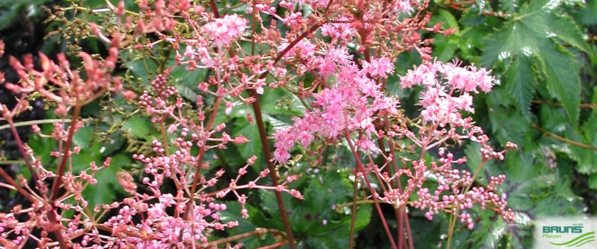 Filipendula palmata von Bruns Pflanzen