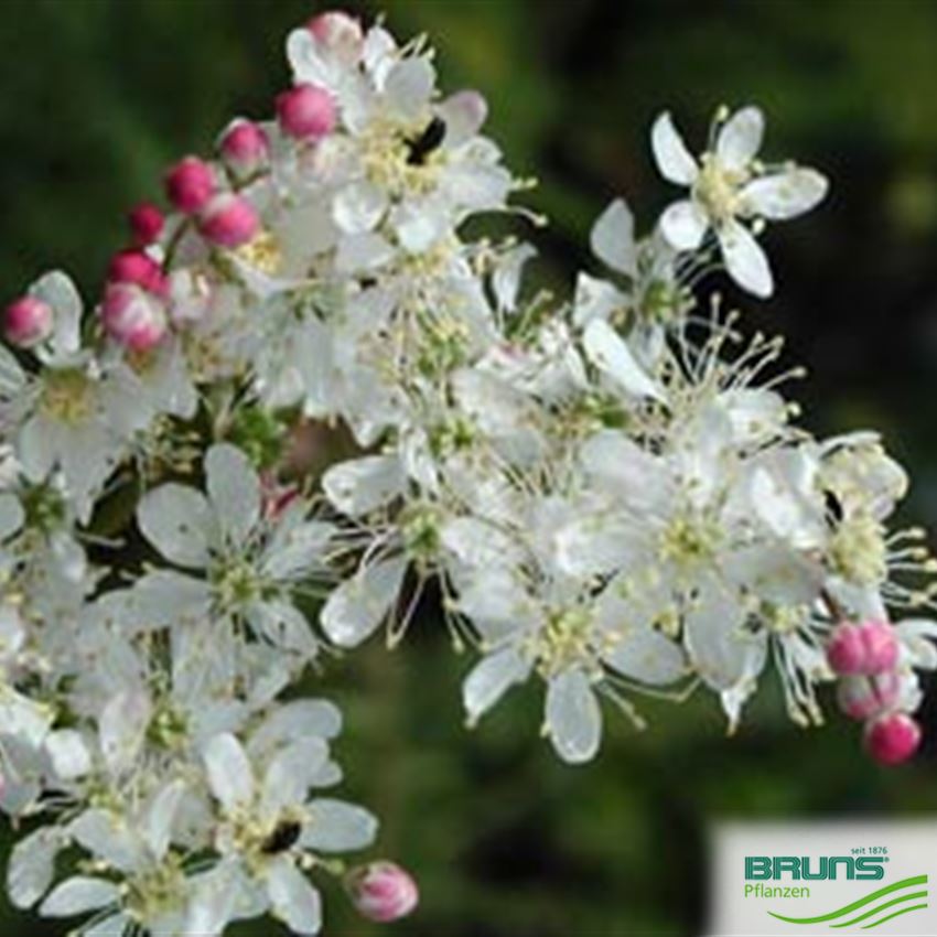 Filipendula vulgaris, Dropwort von Bruns Pflanzen