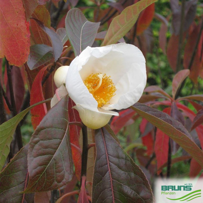 Franklinia alatamaha, . von Bruns Pflanzen