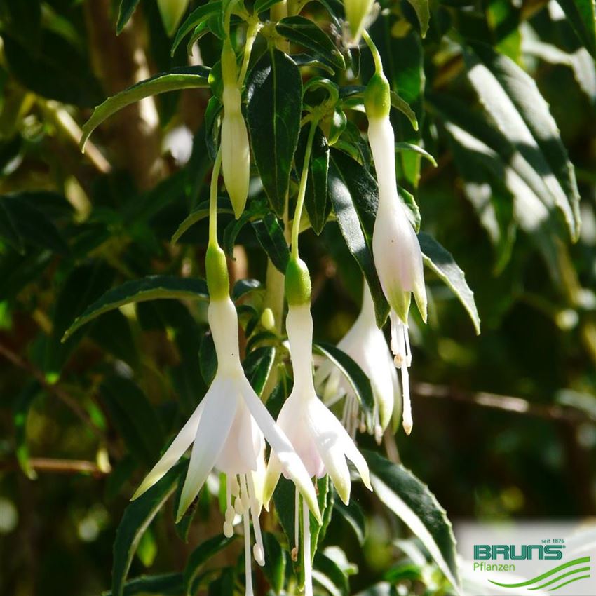 Fuchsia magellanica 'Alba' von Bruns Pflanzen