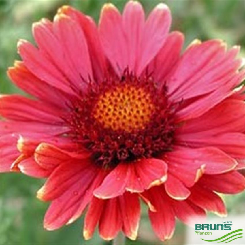 Gaillardia x grandiflora 'Burgunder' von Bruns Pflanzen