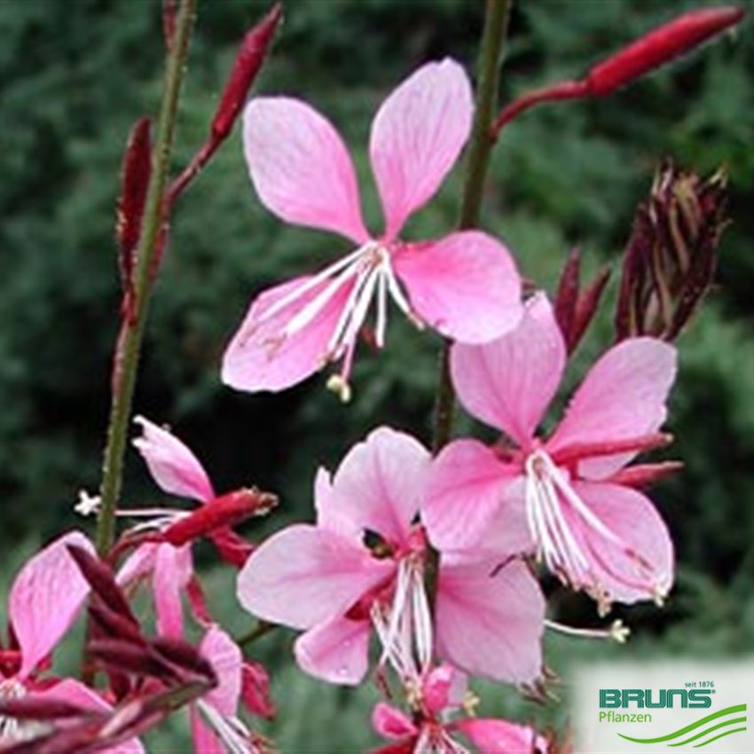 Gaura lindheimeri 'Siskiyou Pink' von Bruns Pflanzen