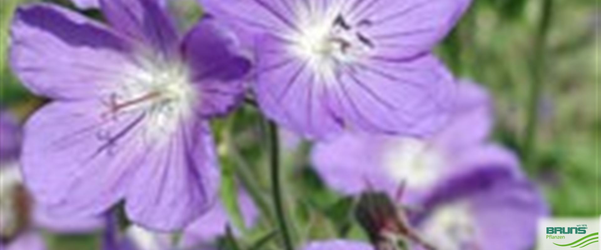 Geranium 'Brookside' von Bruns Pflanzen