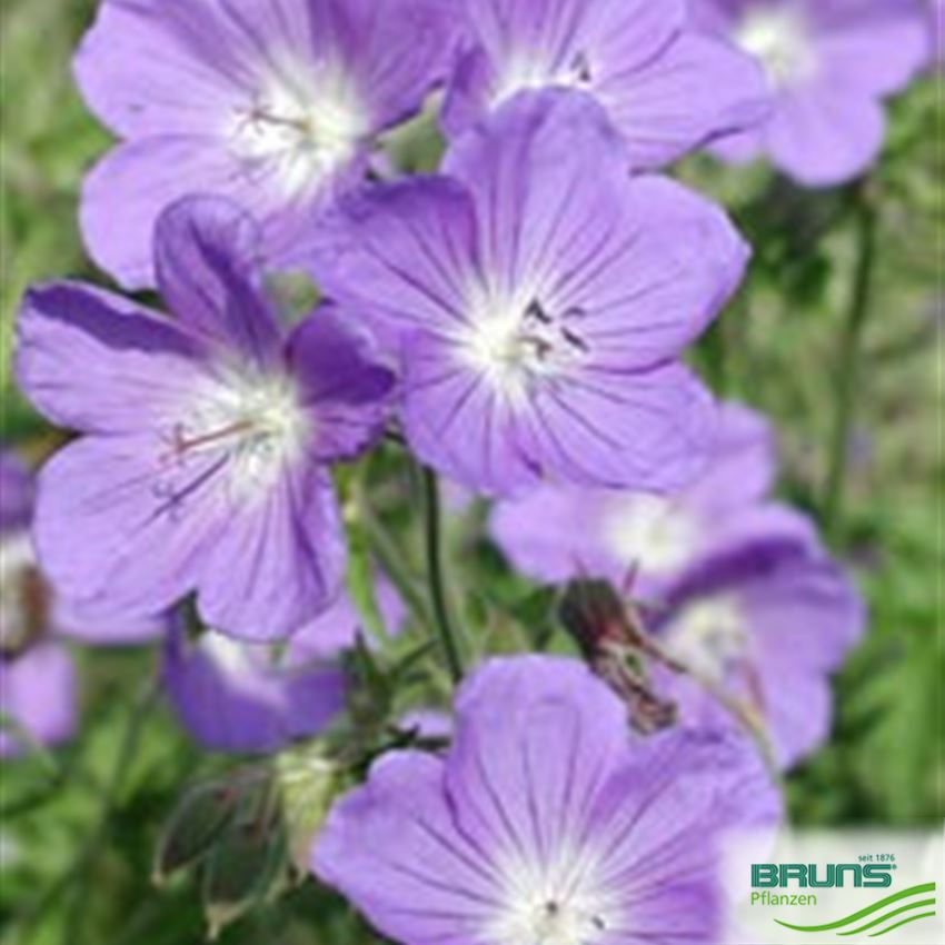 Geranium 'Brookside' von Bruns Pflanzen