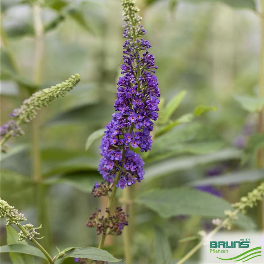 Buddleja 'Empire Blue' von Bruns Pflanzen