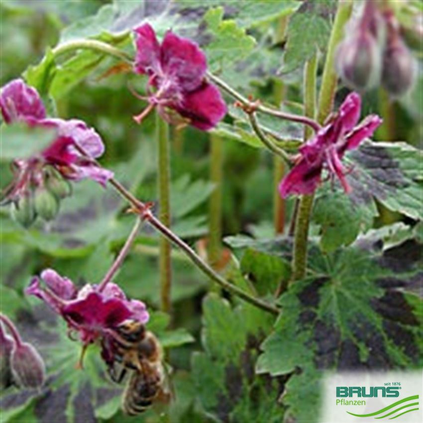 Geranium phaeum 'Samobor' von Bruns Pflanzen