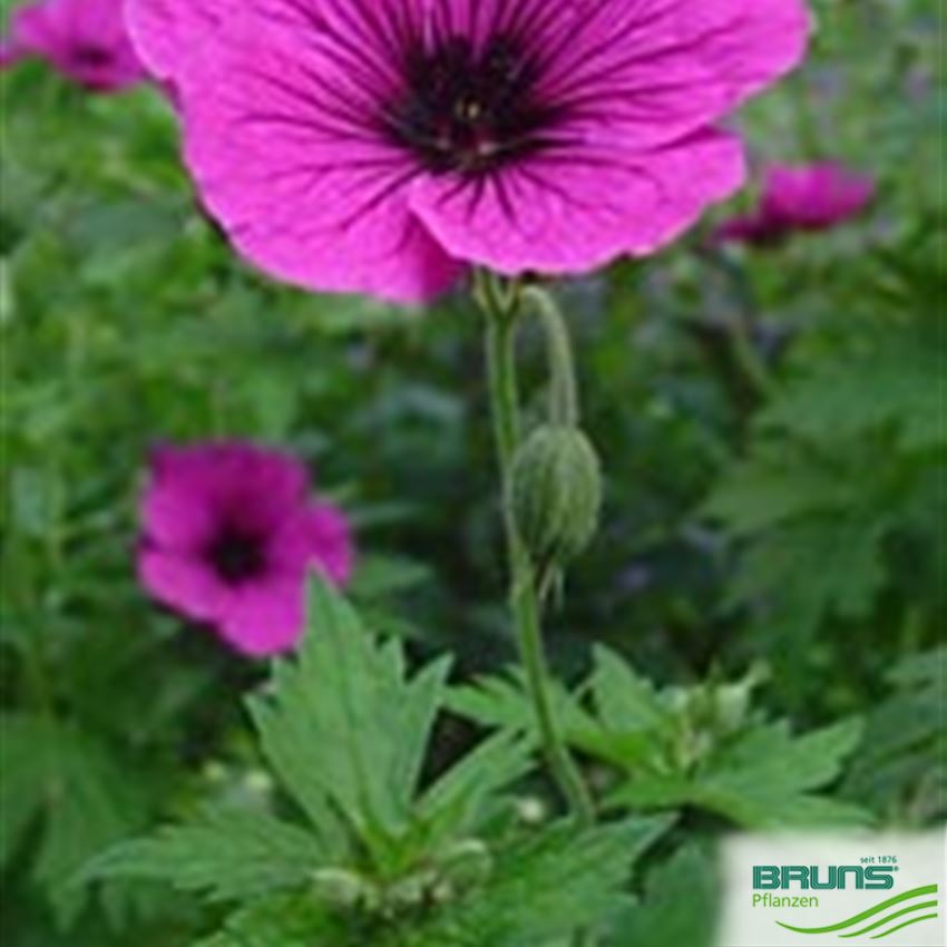 Geranium psilostemon von Bruns Pflanzen