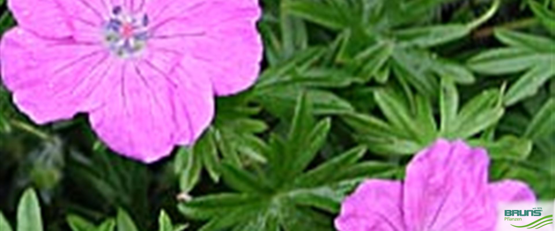 Geranium sanguineum 'Elsbeth' von Bruns Pflanzen