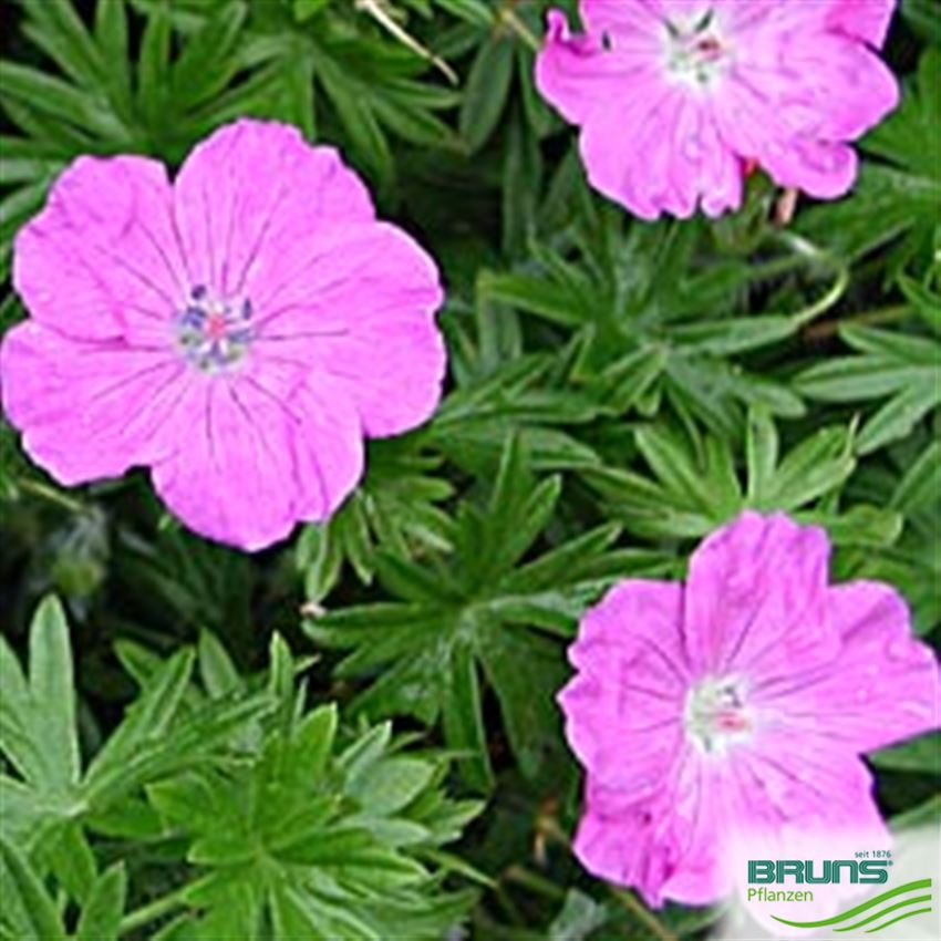 Geranium sanguineum 'Elsbeth' von Bruns Pflanzen
