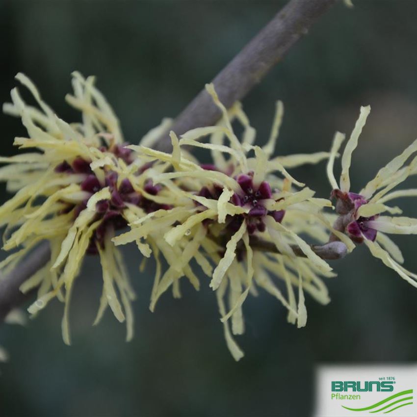 Hamamelis x intermedia 'Sunburst' von Bruns Pflanzen