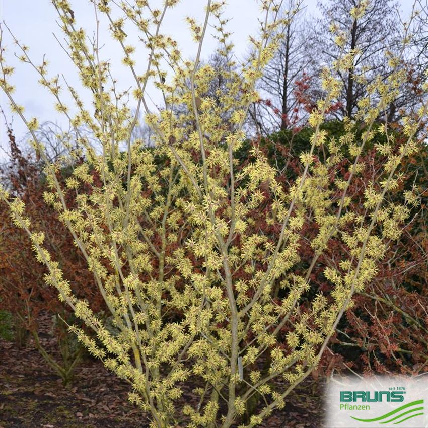 Hamamelis x intermedia 'Sunburst' von Bruns Pflanzen