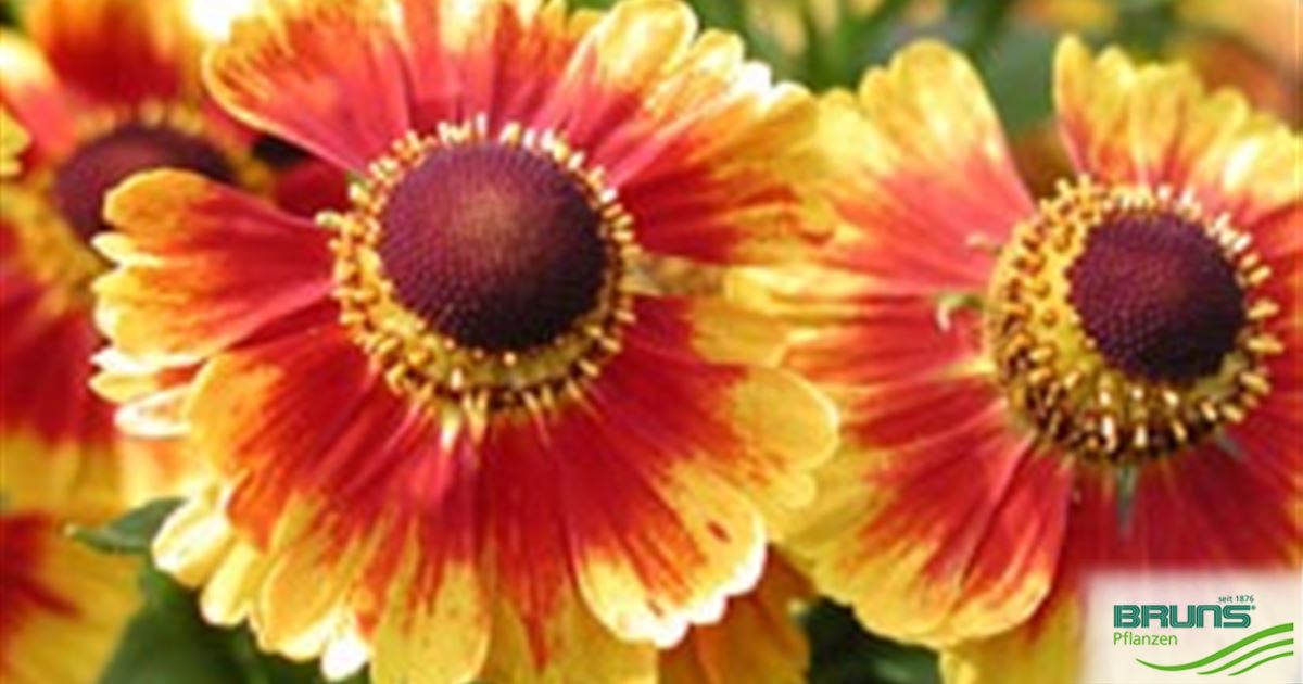 Helenium 'Biedermeier' von Bruns Pflanzen