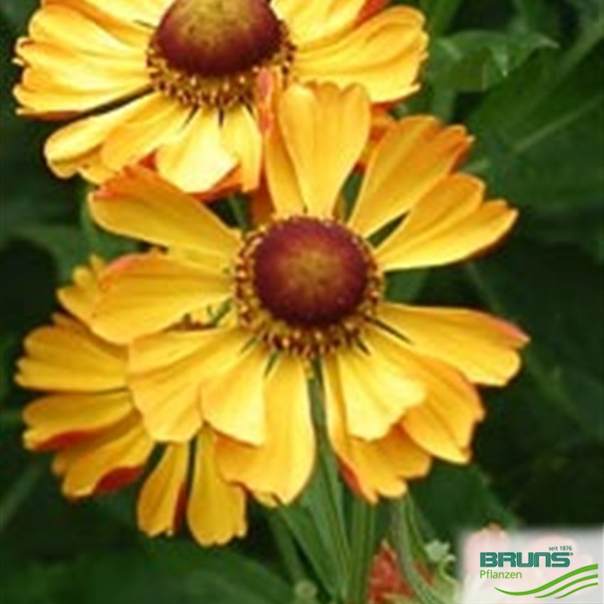 Helenium 'Rauchtopas' von Bruns Pflanzen