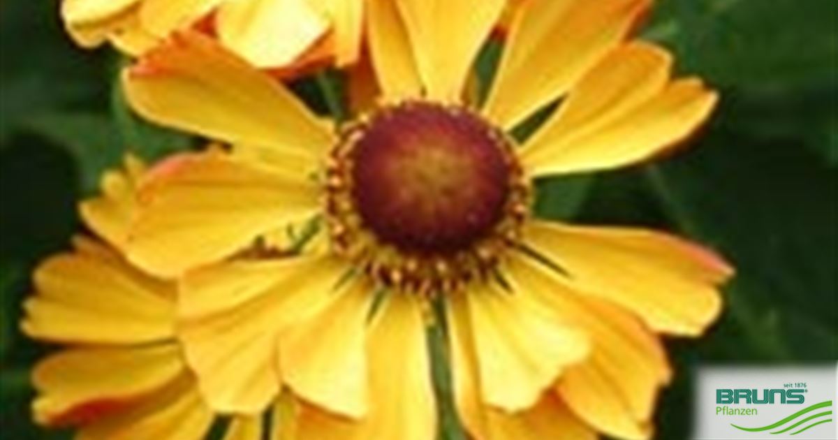 Helenium 'Rauchtopas' von Bruns Pflanzen