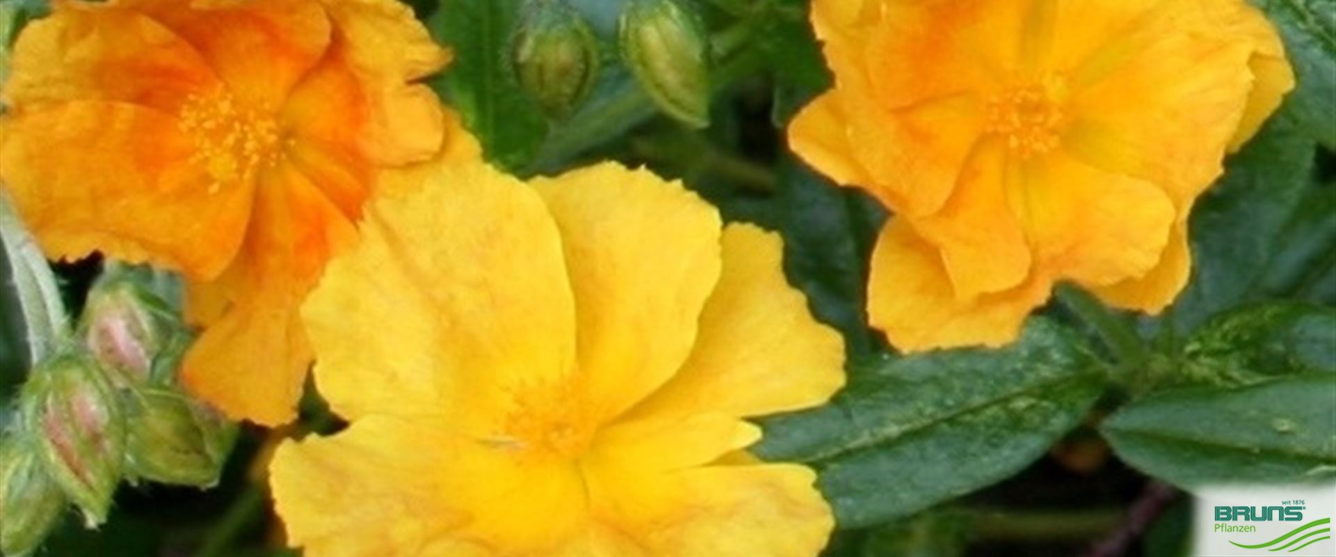Helianthemum 'Wisley Primrose' von Bruns Pflanzen