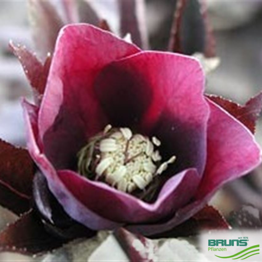 Helleborus orientalis 'Red Lady' von Bruns Pflanzen