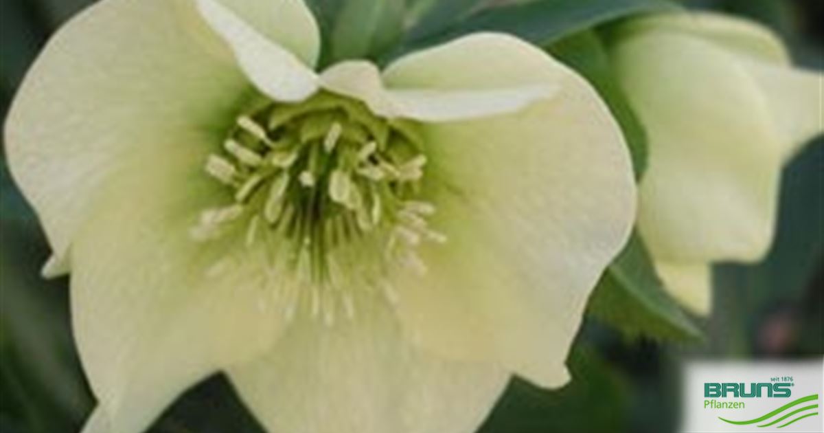 Helleborus orientalis 'Yellow Lady' von Bruns Pflanzen