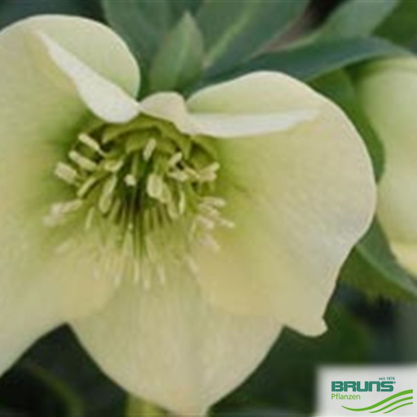 Helleborus orientalis 'Yellow Lady' von Bruns Pflanzen
