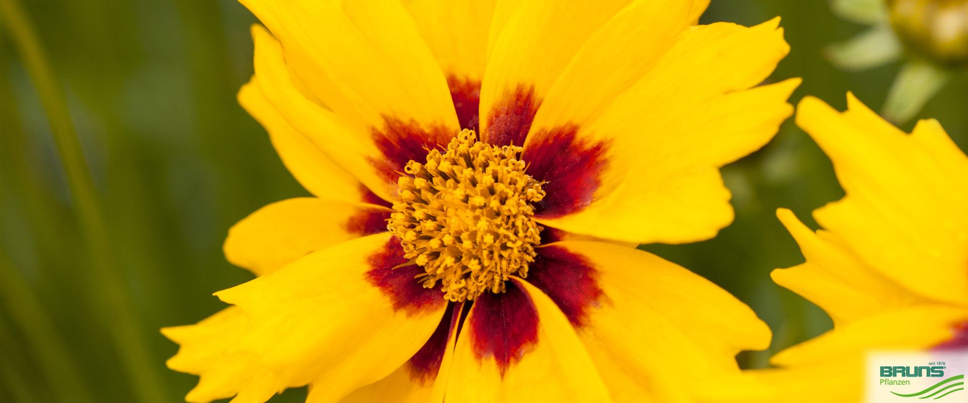 Coreopsis lanceolata 'Sterntaler' von Bruns Pflanzen