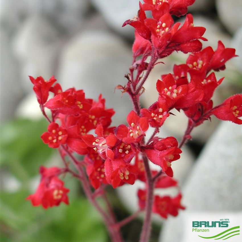 Heuchera x brizoides 'Red Spangles' von Bruns Pflanzen