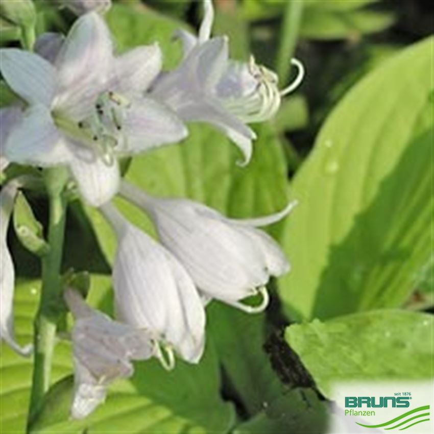 Hosta 'August Moon' von Bruns Pflanzen