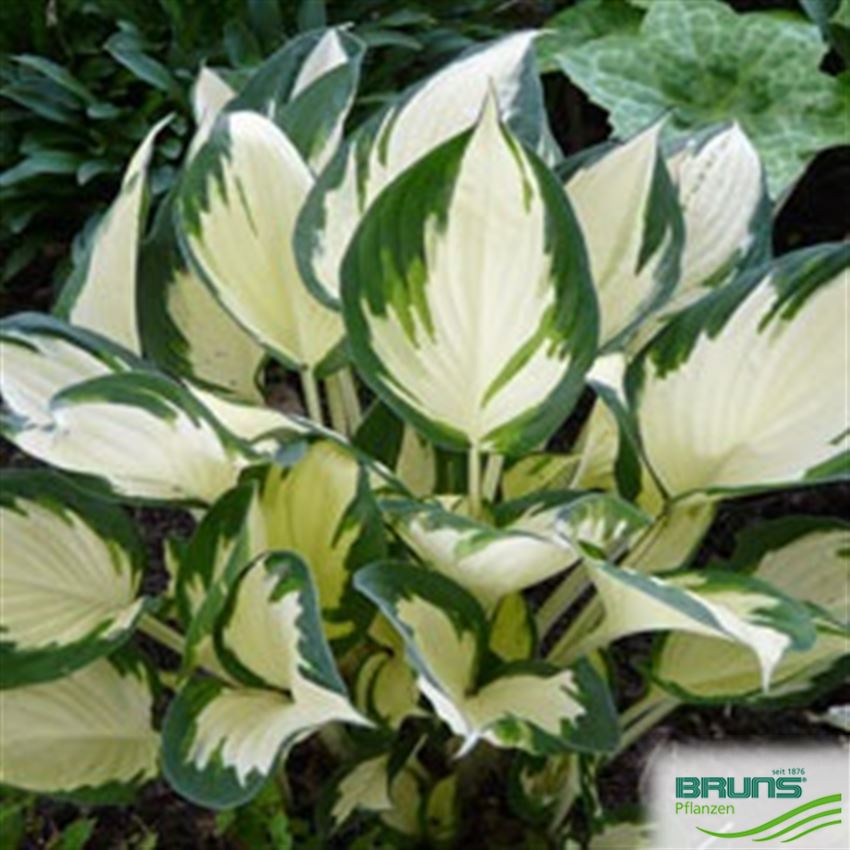 Hosta 'Fire And Ice' von Bruns Pflanzen