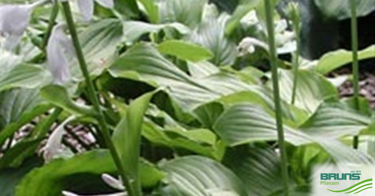Hosta 'Honeybells' von Bruns Pflanzen