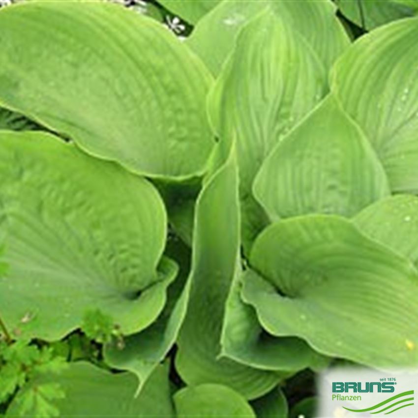 Hosta 'Sum And Substance' von Bruns Pflanzen