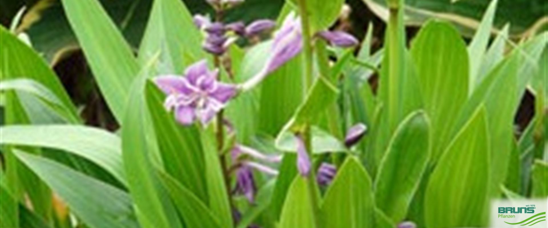 Hosta clausa var. normalis von Bruns Pflanzen