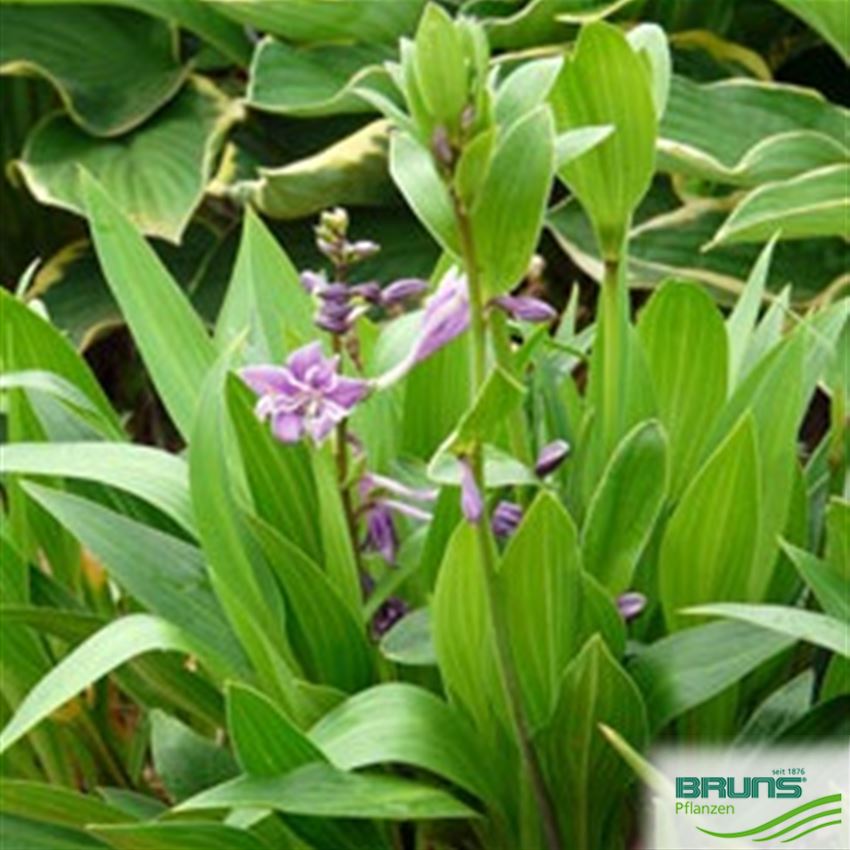 Hosta clausa var. normalis von Bruns Pflanzen