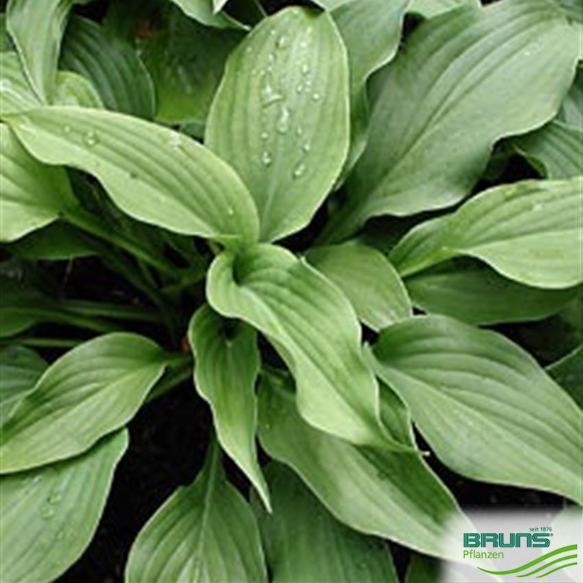 Hosta elata, Grünblättrige Riesen-Funkie von Bruns Pflanzen