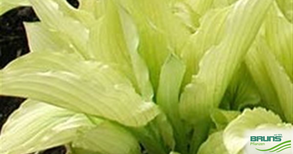 Hosta fortunei 'Aurea' von Bruns Pflanzen