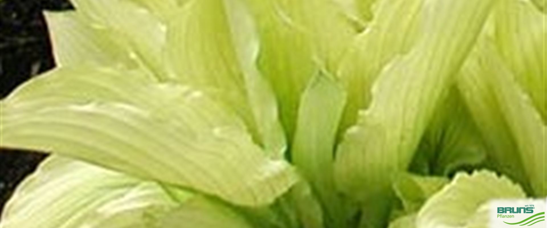 Hosta fortunei 'Aurea' von Bruns Pflanzen