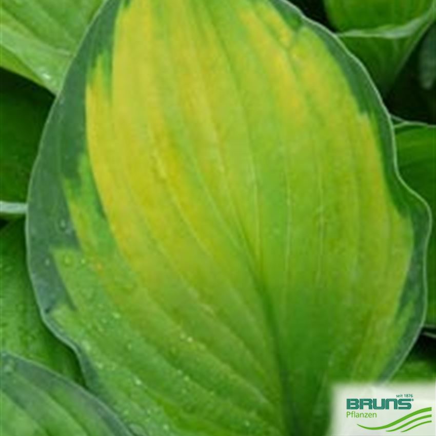 Hosta fortunei 'Gold Standard' von Bruns Pflanzen