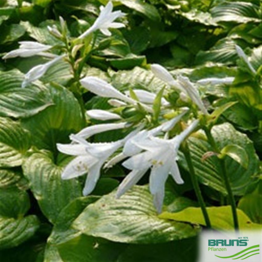 Hosta plantaginea grandiflora von Bruns Pflanzen