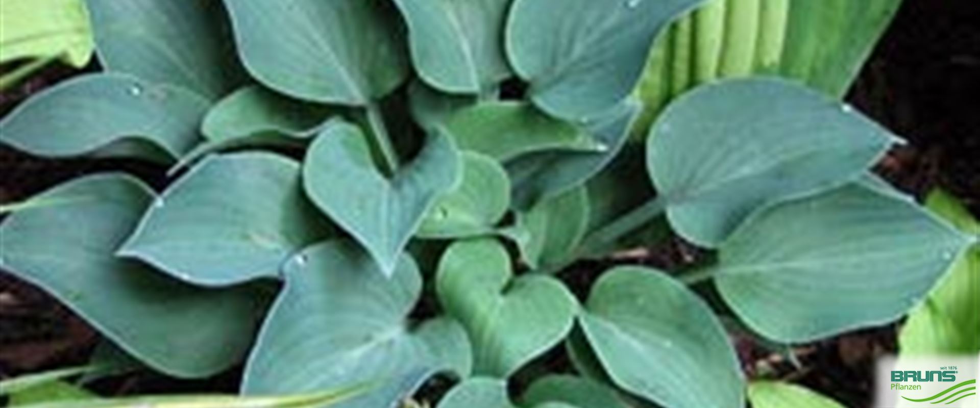 Hosta tokudama 'Blue Cadet' von Bruns Pflanzen