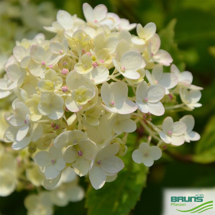 Hydrangea paniculata 'Bobo' von Bruns Pflanzen