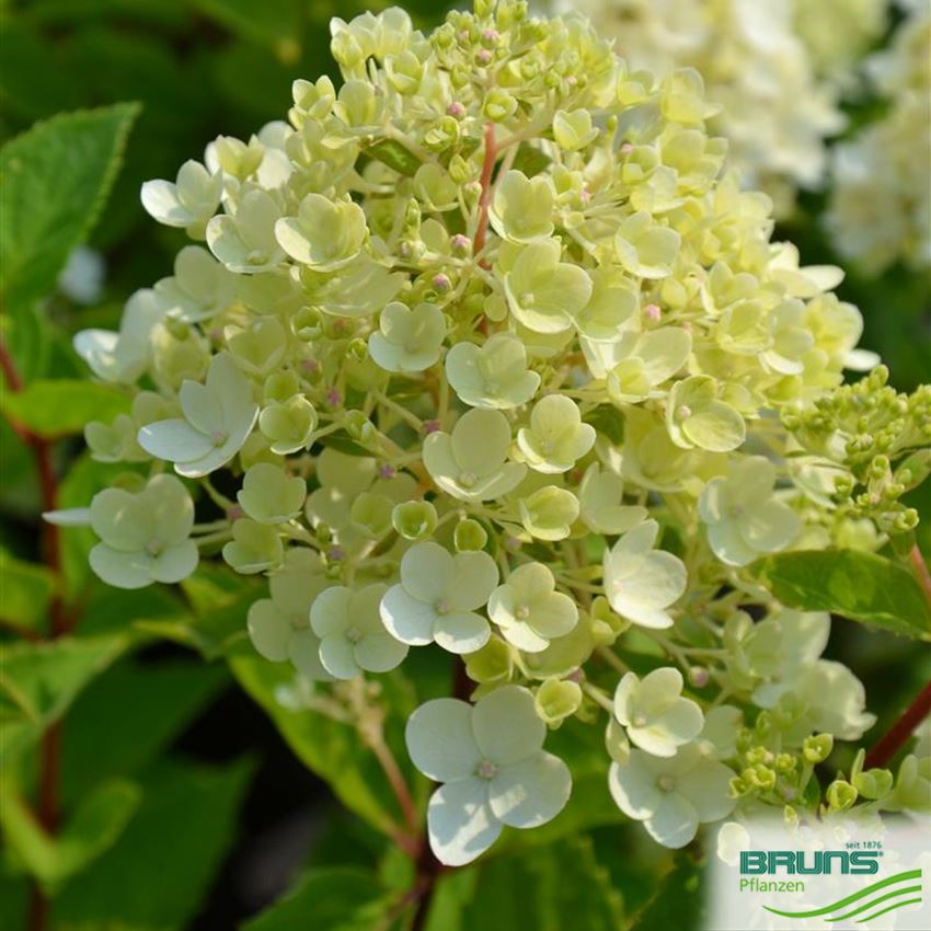 Hydrangea paniculata 'Bobo' von Bruns Pflanzen