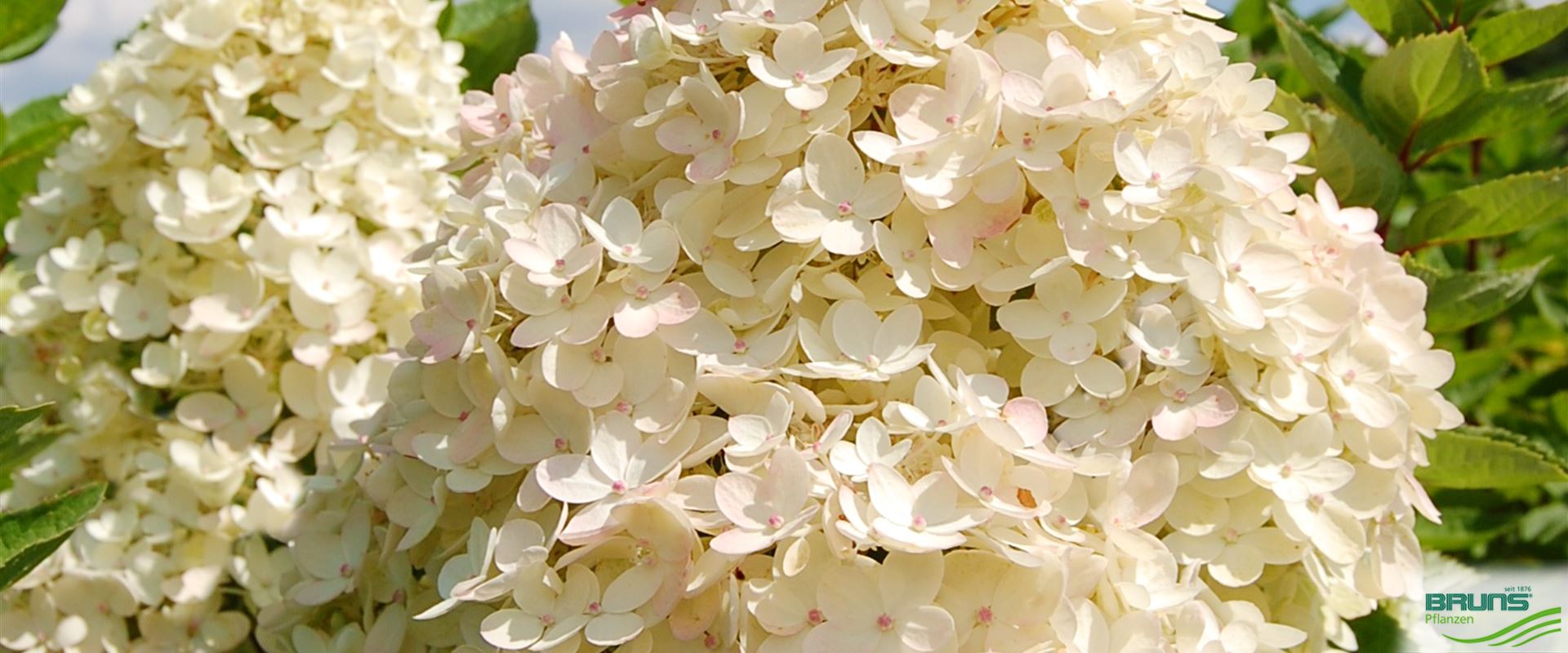 Hydrangea paniculata 'Bombshell' (R) von Bruns Pflanzen