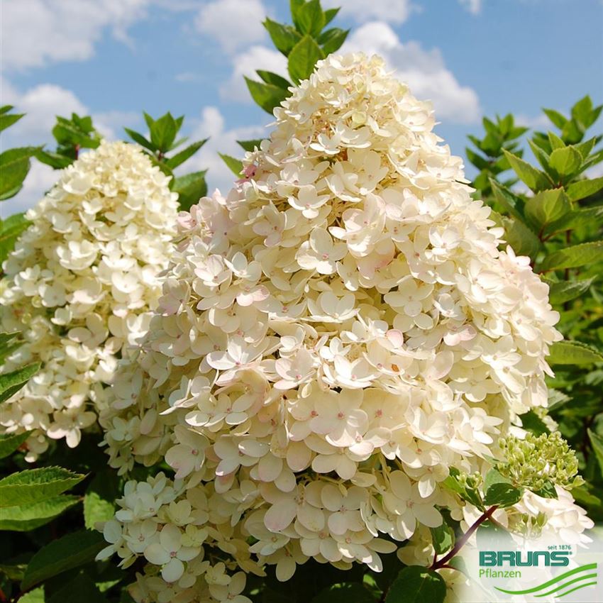 Hydrangea paniculata 'Bombshell' (R) von Bruns Pflanzen