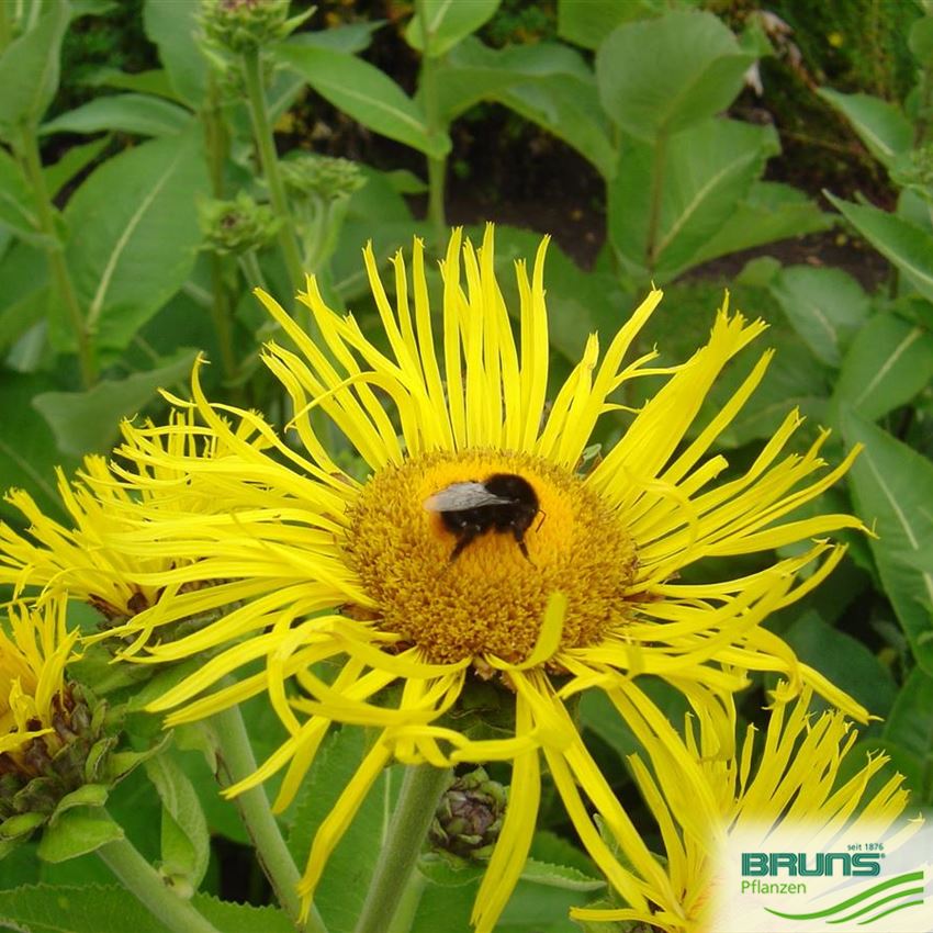 Inula magnifica von Bruns Pflanzen