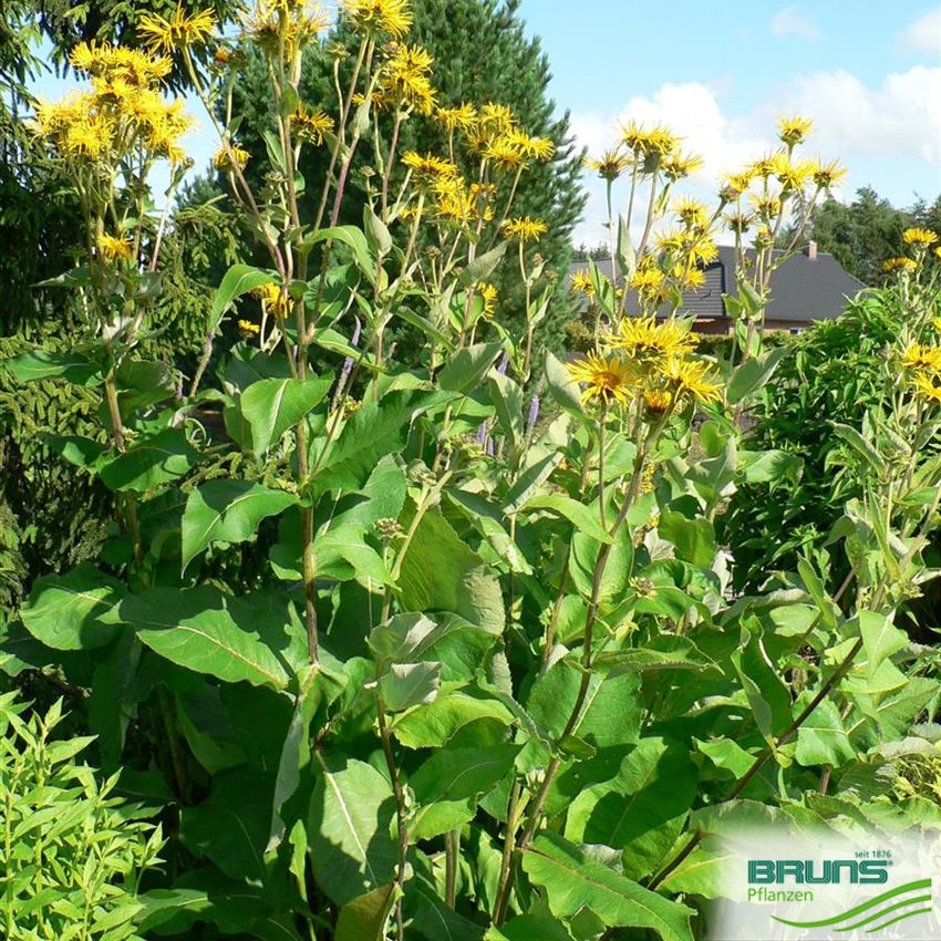 Inula magnifica von Bruns Pflanzen