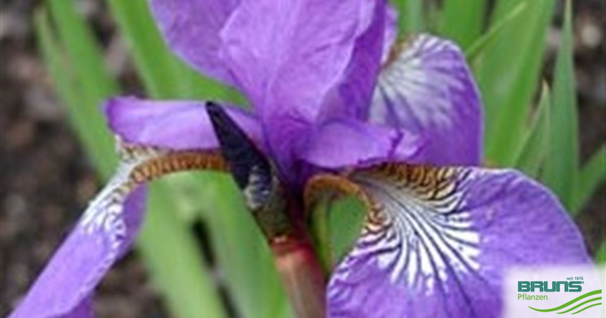 Iris sibirica 'Elfe' von Bruns Pflanzen