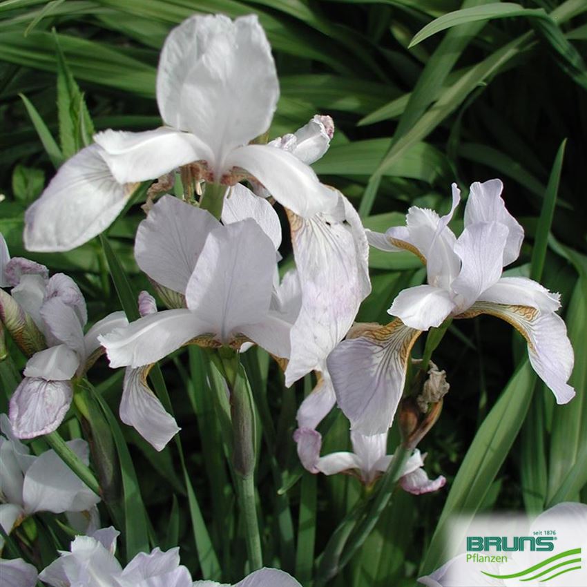 Iris sibirica 'Mrs. Rowe' von Bruns Pflanzen