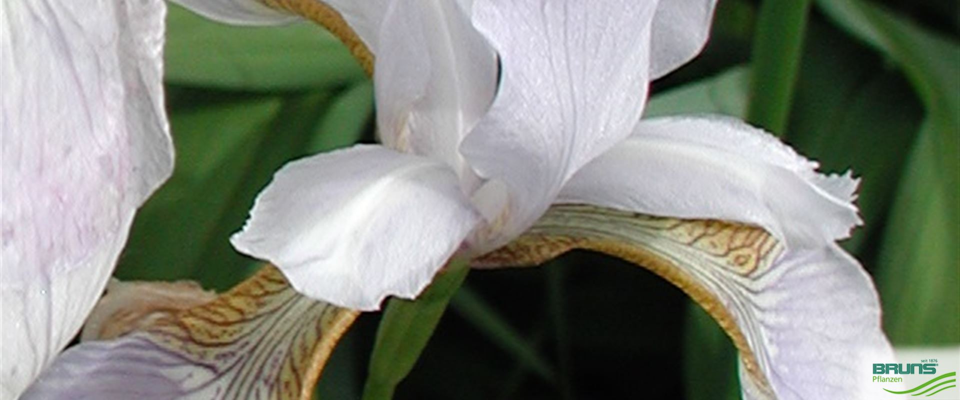 Iris sibirica 'Mrs. Rowe' von Bruns Pflanzen