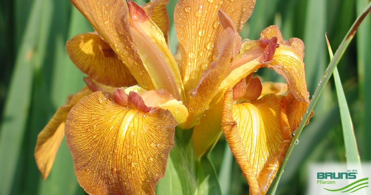 Iris spuria 'Imperial Bronze' von Bruns Pflanzen