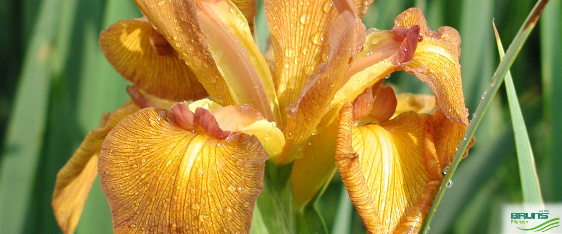 Iris spuria 'Imperial Bronze' von Bruns Pflanzen