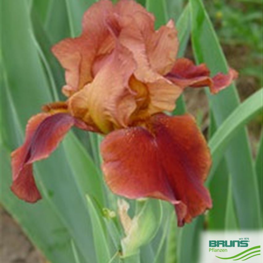 Iris x barb.-elat. 'Natchez Trace' von Bruns Pflanzen